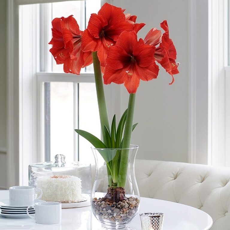 12 Charming Bulbs to Grow in Water: Easy Indoor Garden Magic