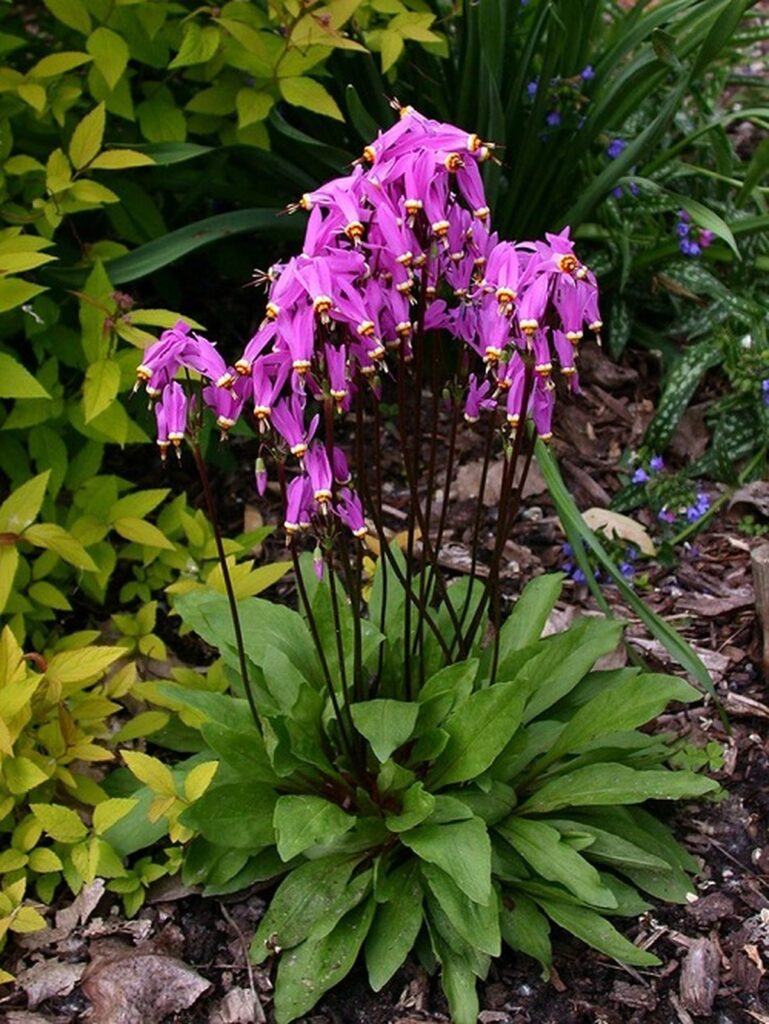 40 Stunning Plants That Thrive Under Oak Trees