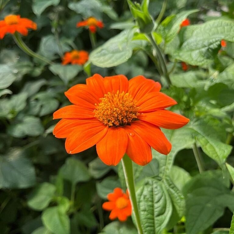 31 Stunning Sunflower Colors That Will Brighten Your Garden