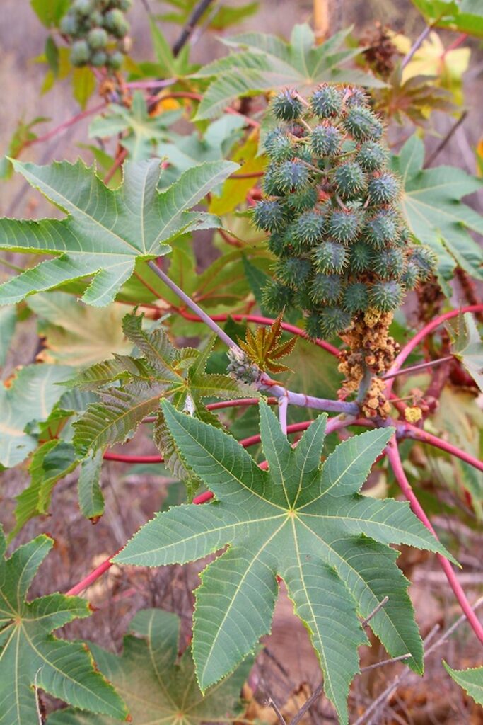 20 Exotic Weeds With Red Vines and Stems to Discover