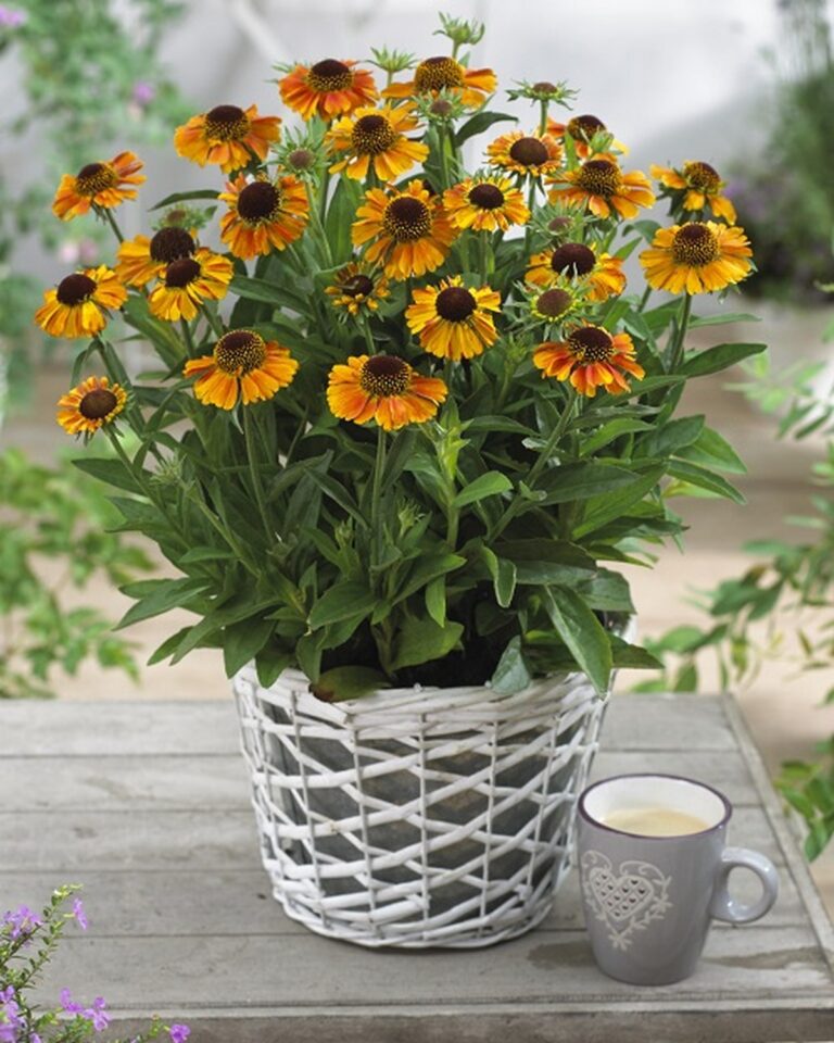 47 Stunning Flowers for Full Sun That Thrive in Blazing Heat