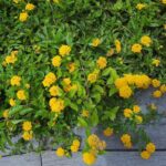 20 Vibrant Types of Lantanas Perfect for Your Garden