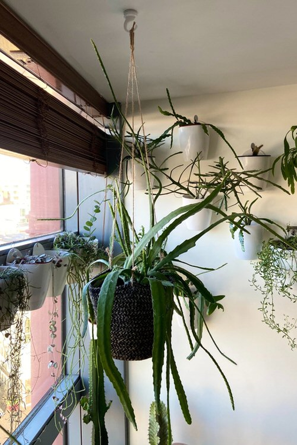 12 Brilliant Ways to Hang Plants Without Damaging Ceiling or Wall
