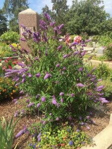 23 Enchanting Purple Flowers That Smell Heavenly
