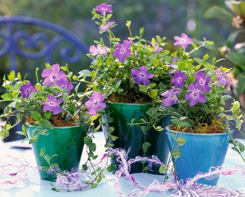 47 Stunning Flowers for Full Sun That Thrive in Blazing Heat