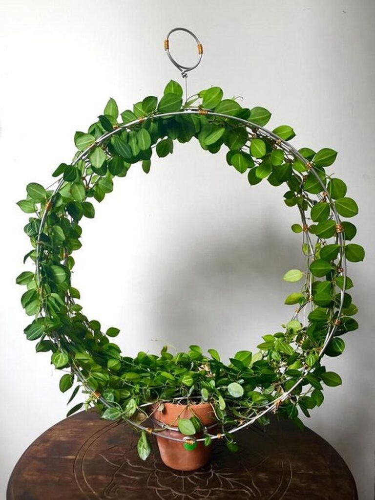 32 Amazing Hoya Plant Ideas to Display Them in Style!