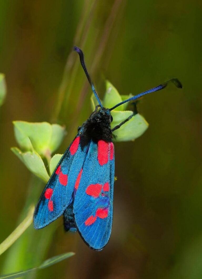 15 Fascinating Blue Moths to Spot in Your Garden