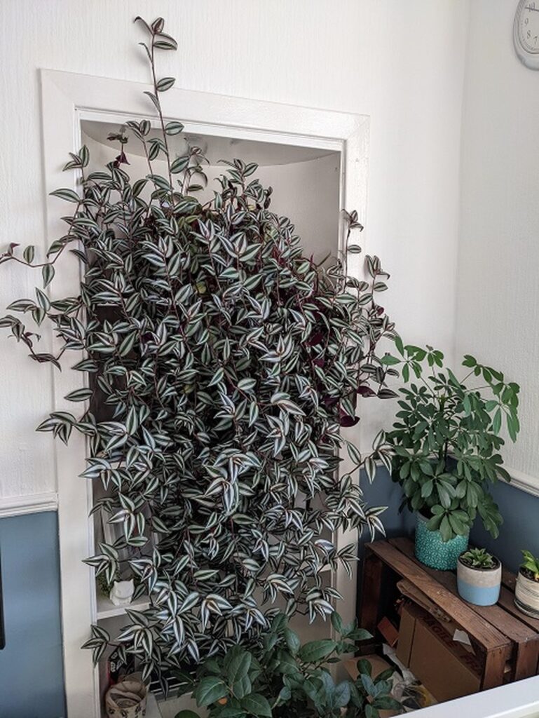 11 Simple Ways to Train Your Wandering Jew Plant Like a Pro