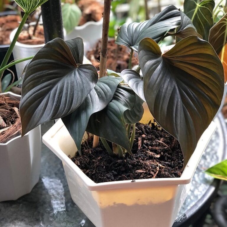 19 Stunning Types of Homalomena Varieties for Your Indoor Garden