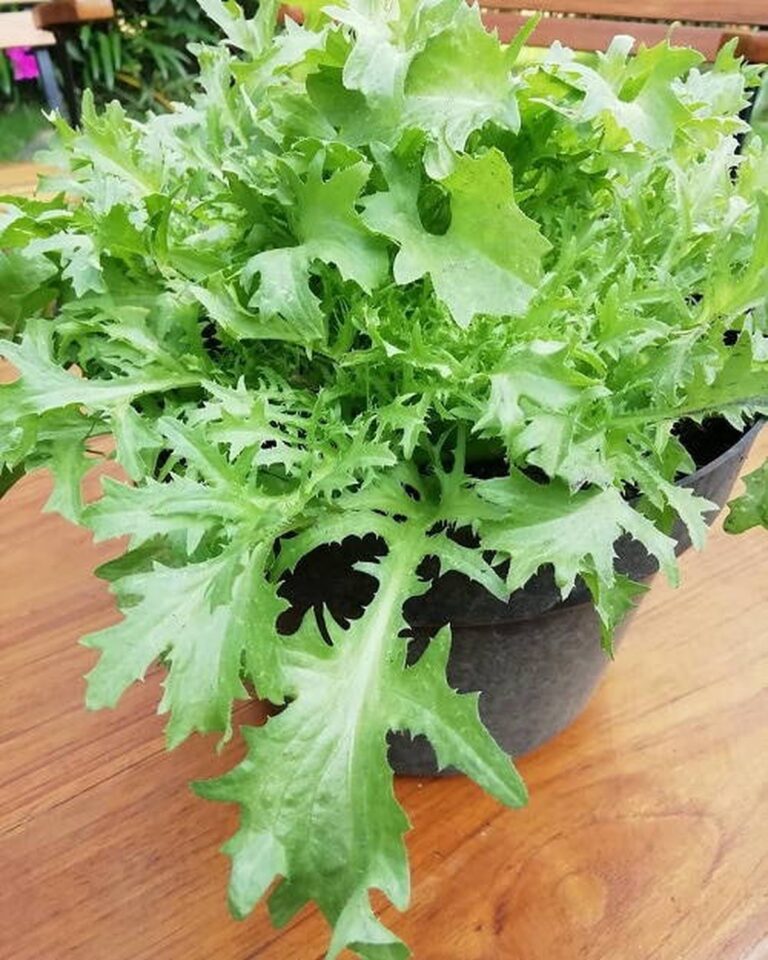 89 Beautiful Vegetables: A Complete A-Z Guide to Fresh Favorites