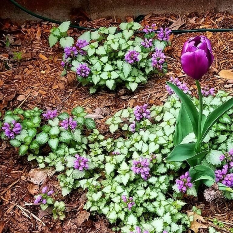 20 Stunning Lamium Varieties Perfect for Your Shady Garden
