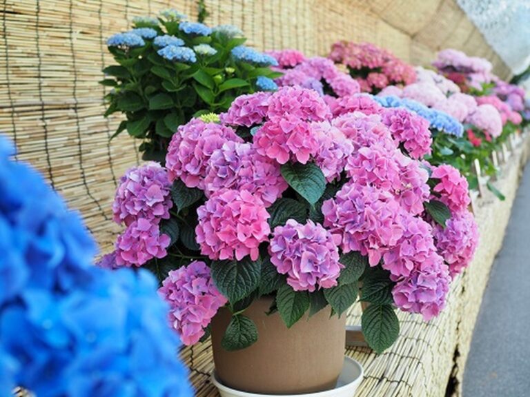23 Beautiful Lavender Flowers to Brighten Your Garden