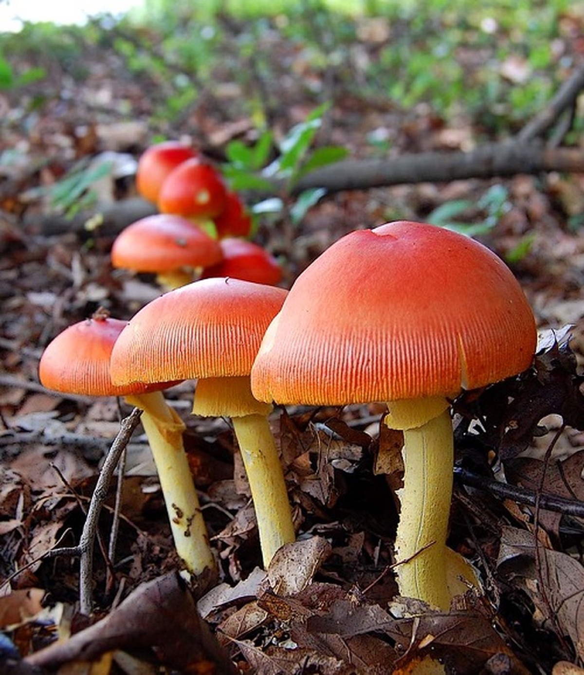 11 Stunning Red Mushrooms in Georgia That Catch The Eye