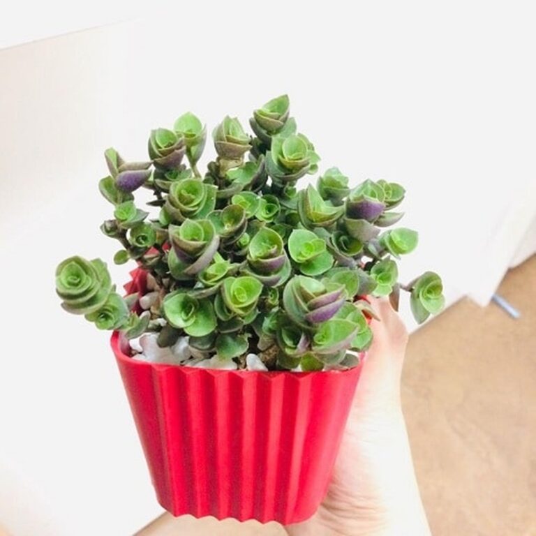 12 Stunning Round Leaf Houseplants That Brighten Any Home