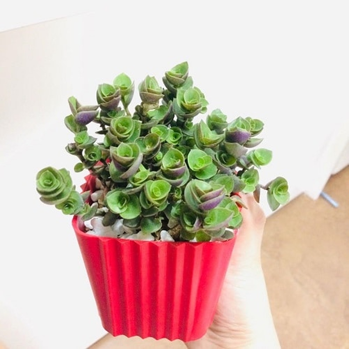 12 Stunning Round Leaf Houseplants That Brighten Any Home