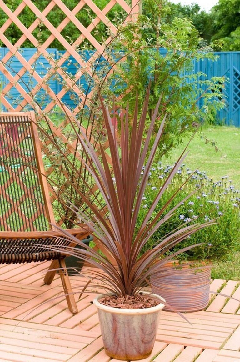19 Stunning Beach Plants for Indoor and Home Garden Bliss