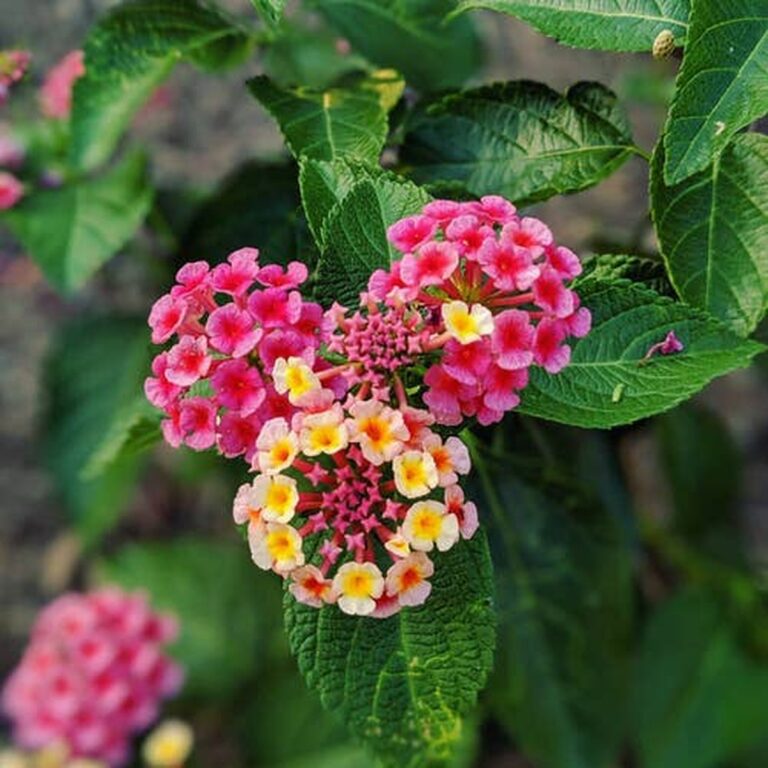 20 Vibrant Types of Lantanas Perfect for Your Garden