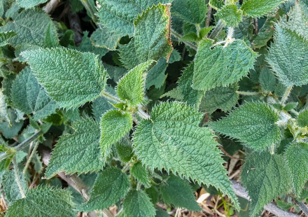 20 Terrifying Deadly Plants That Can Kill Even Humans