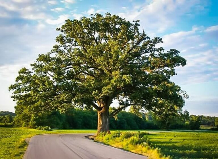 50 Stunning Types of Oak Trees for Your Dream Landscape