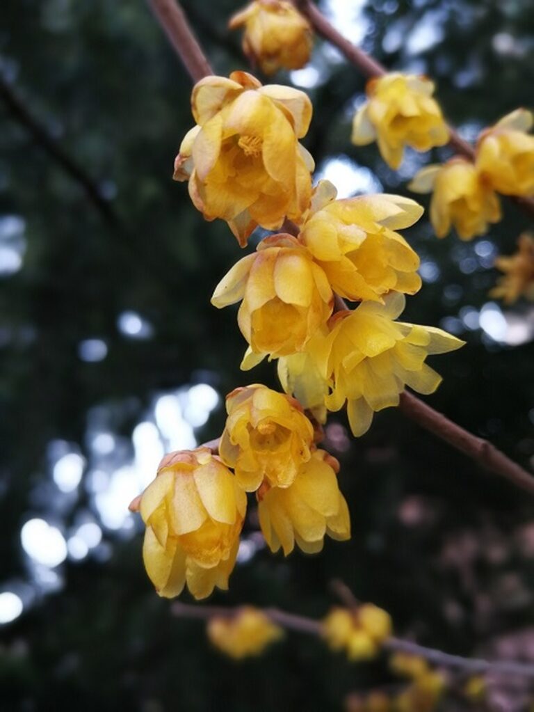 32 Enchanting Chinese Flowers That Bloom With Eastern Charm