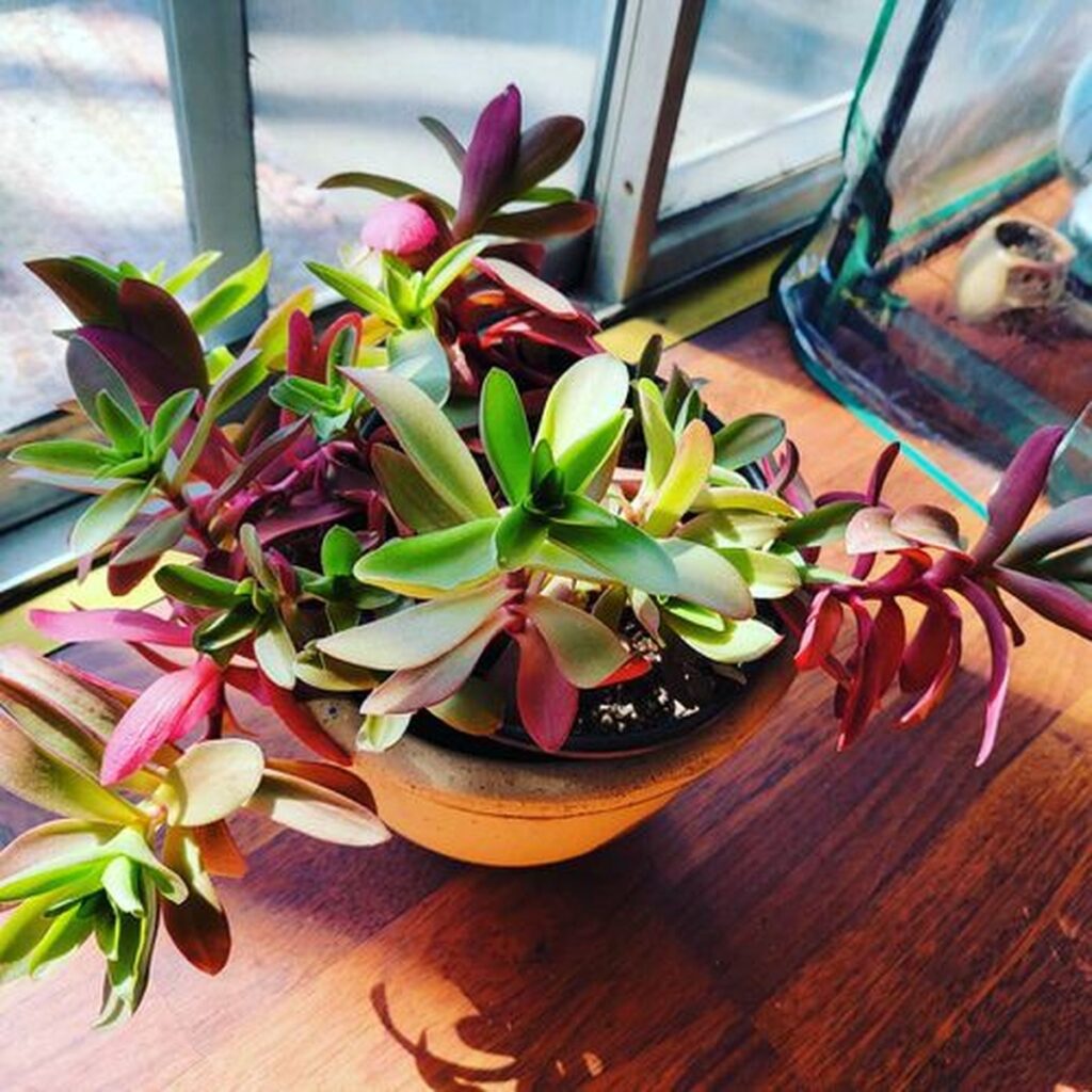 22 Stunning Houseplants with Red and Green Leaves to Brighten Your Home