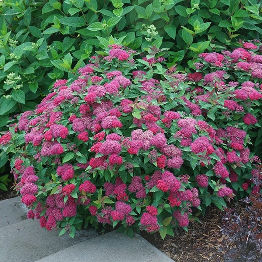 30 Stunning Red Leaf Plant Varieties to Brighten Your Garden