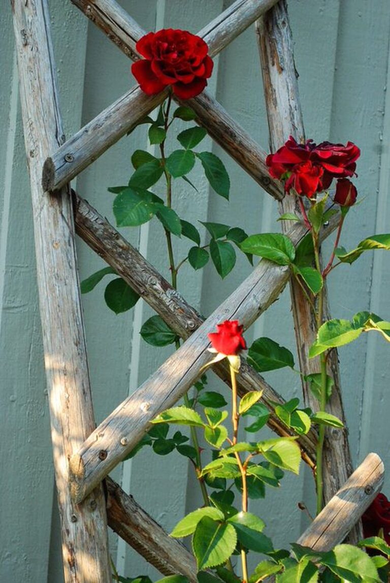 26 Beautiful DIY Rose Trellis Ideas for Your Garden