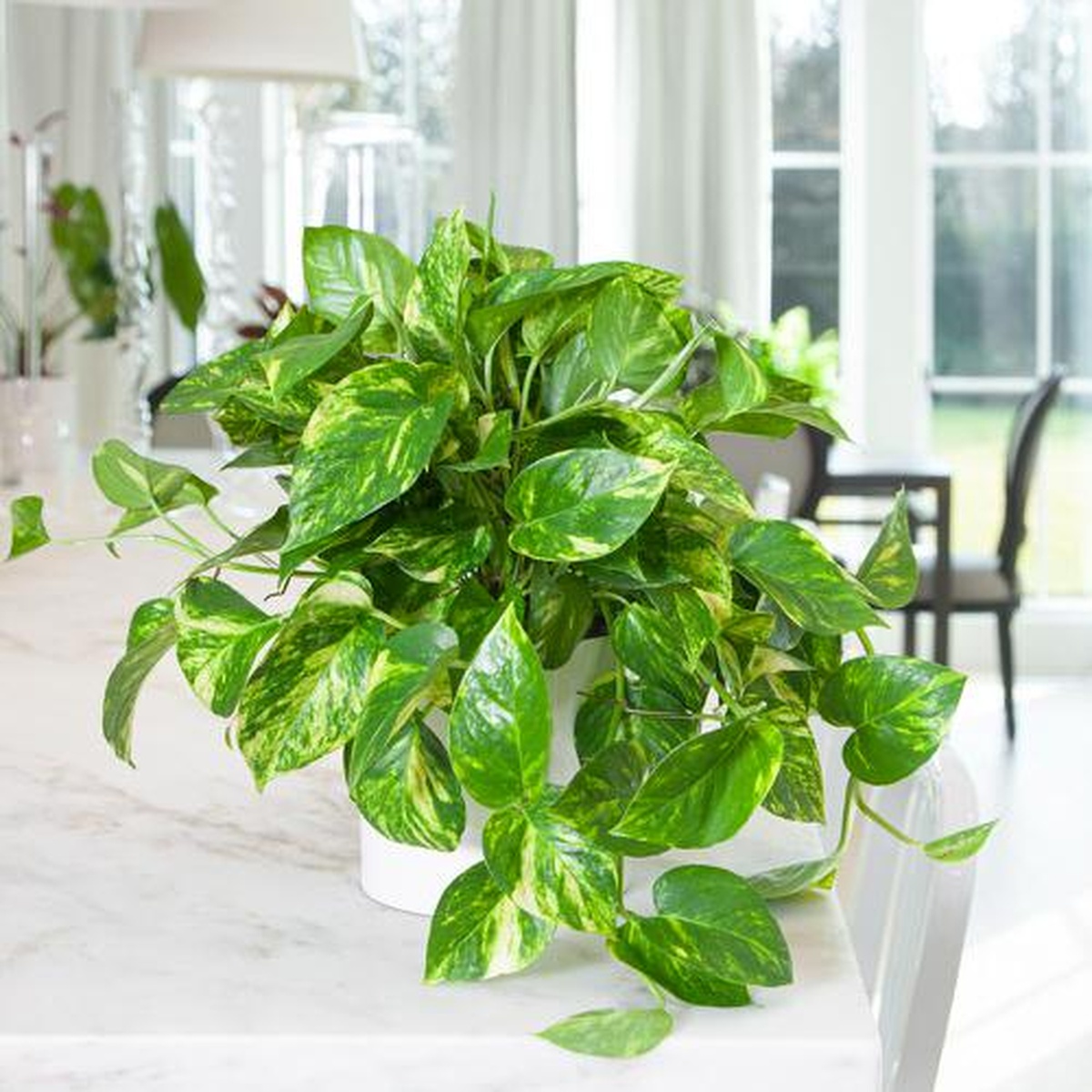 8 Calming Plants for Insomnia and Sleep Apnea That Really Help