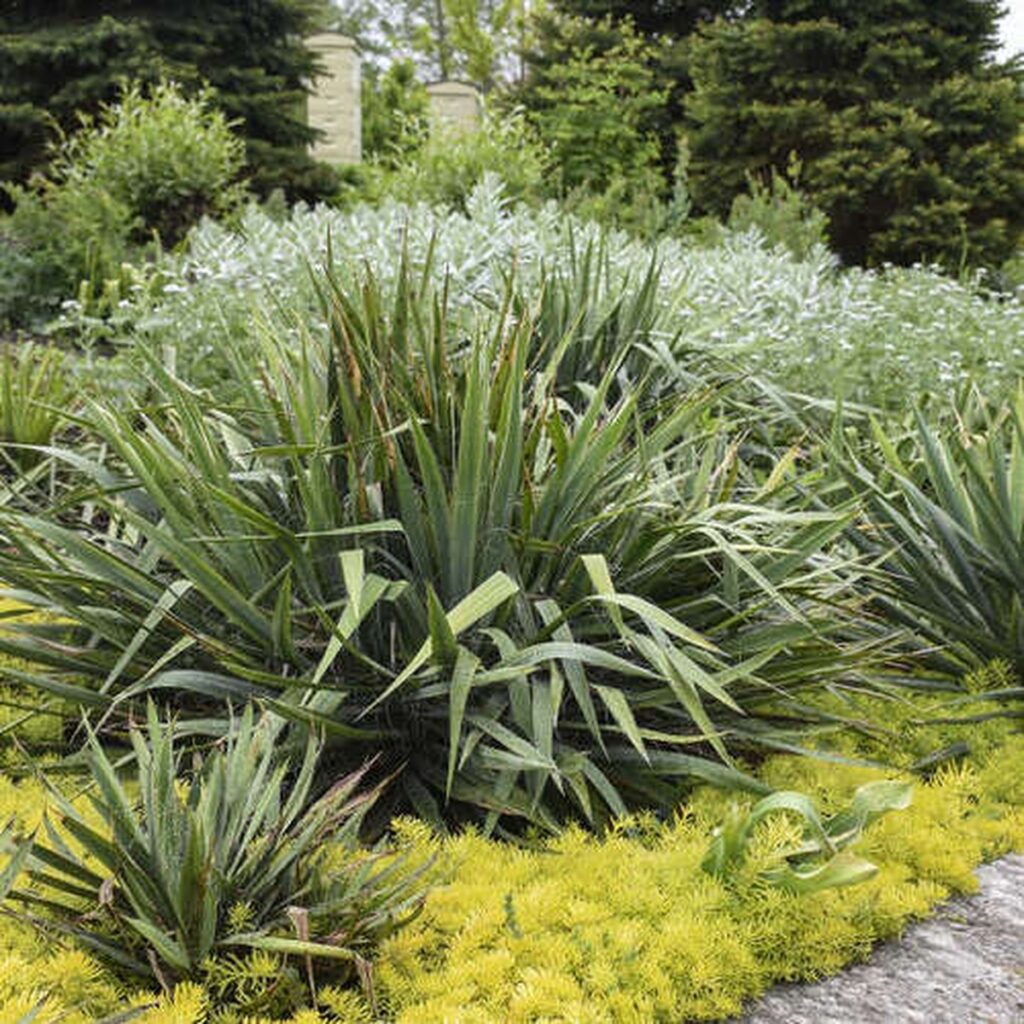 24 Stunning Yucca Plant Varieties for Your Garden Paradise
