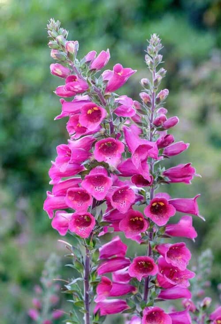 41 Stunning Magenta Flowers That Brighten Any Garden