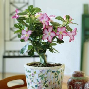 35 Different Types of Desert Rose Varieties to Fall in Love With