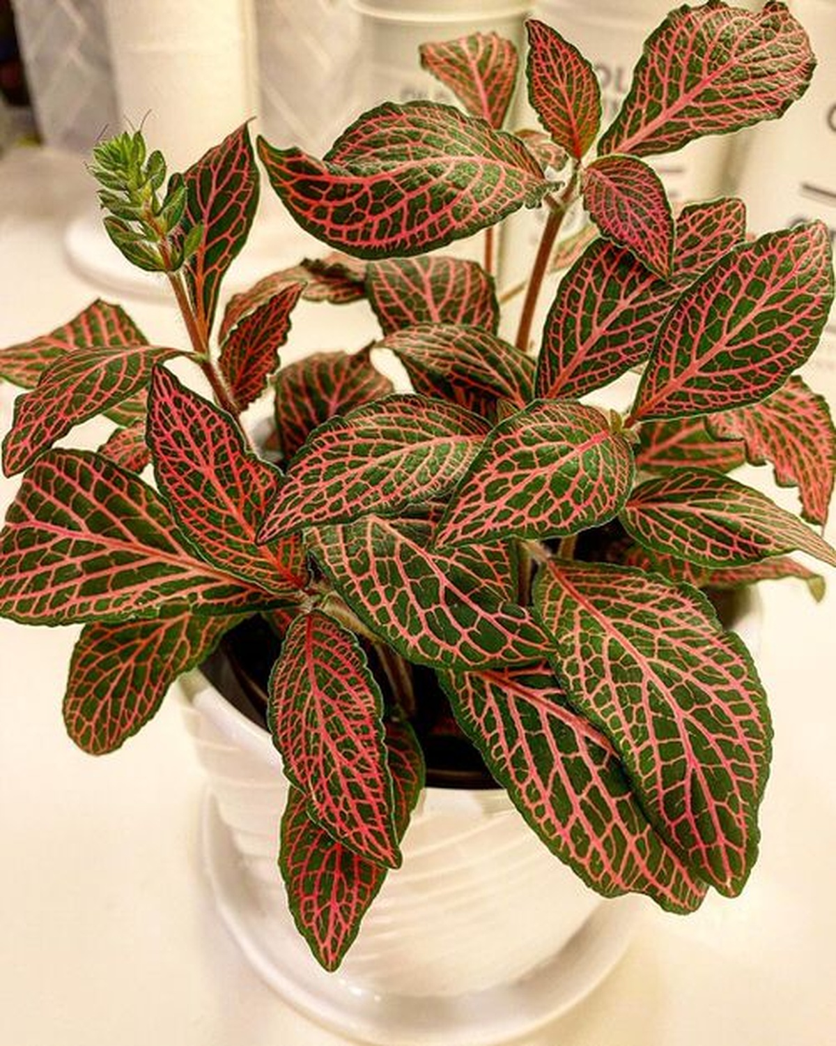 12 Gorgeous Houseplants with Red Stripes to Brighten Your Home