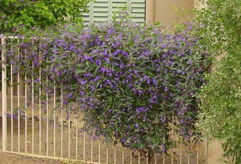 38 Beautiful Plants to Transform Your Fence & Wall Instantly