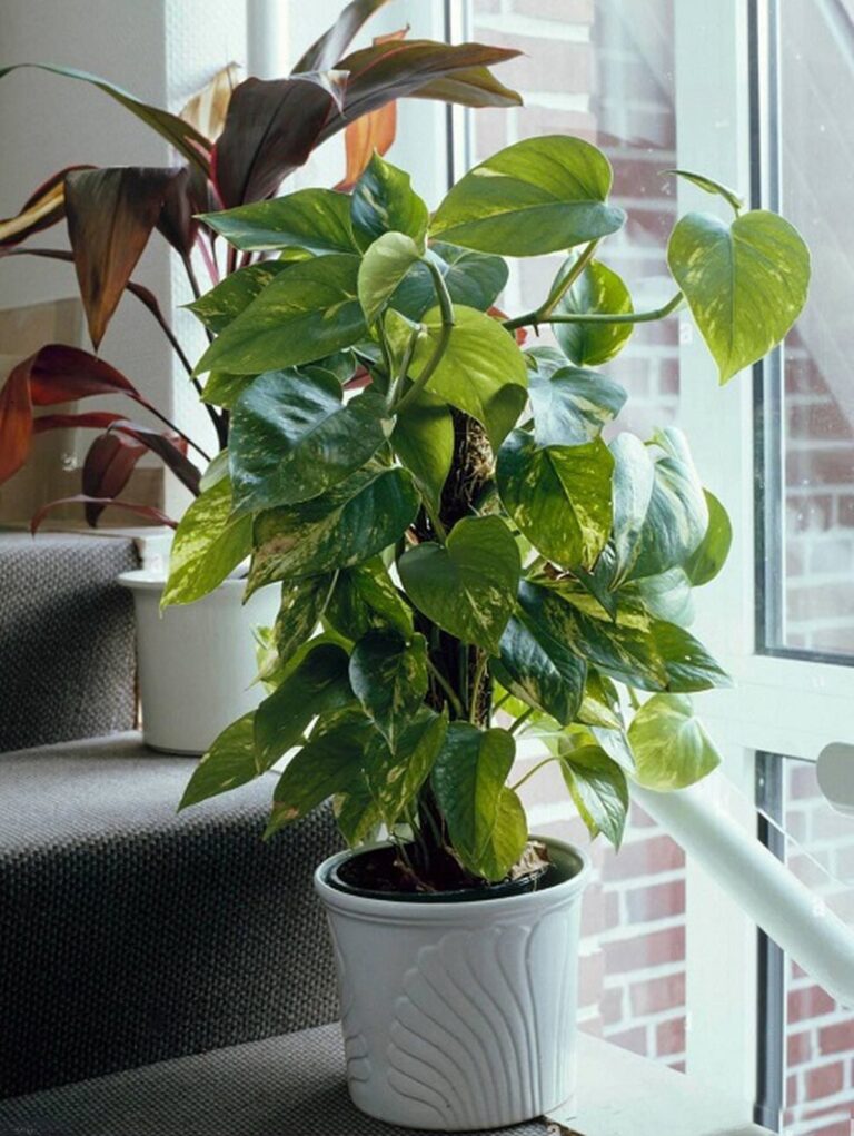 18 Beautiful Money Plants to Welcome Prosperity Into Your Home