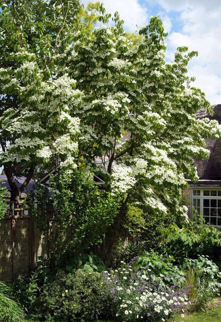 26 Stunning Dogwood Tree Varieties to Brighten Your Garden