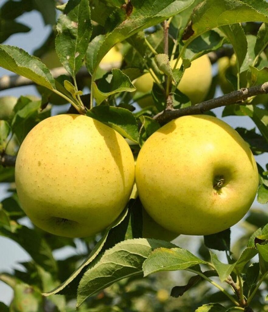 27 Delicious Yellow Apple Varieties Perfect For Your Garden