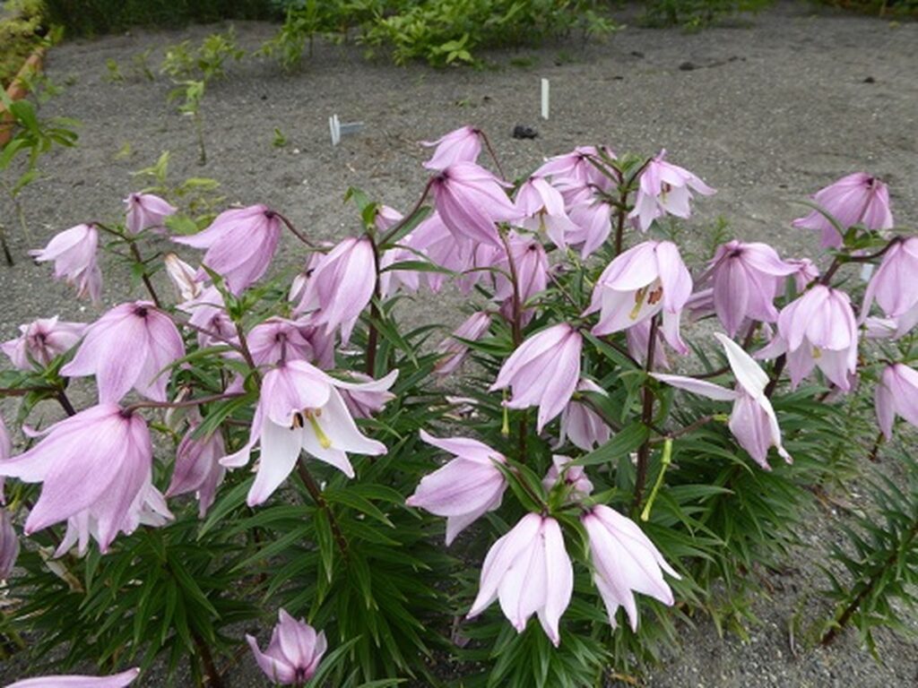 22 Breathtaking Rare and Most Endangered Flowers To Discover