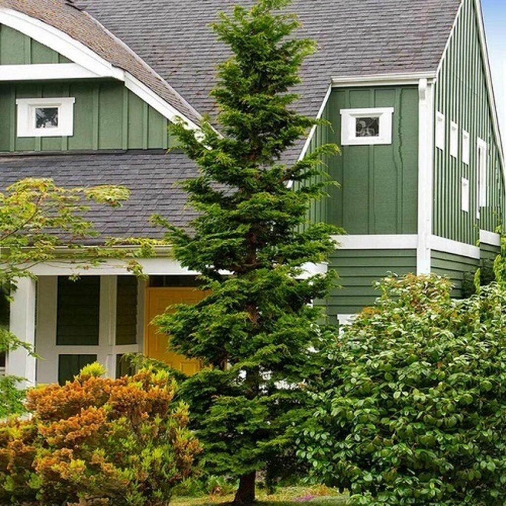 28 Stunning Tall Skinny Trees for Your Perfect Garden Oasis