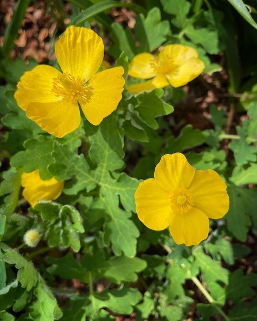 37 Gorgeous Perennials for Shade That Bloom All Summer