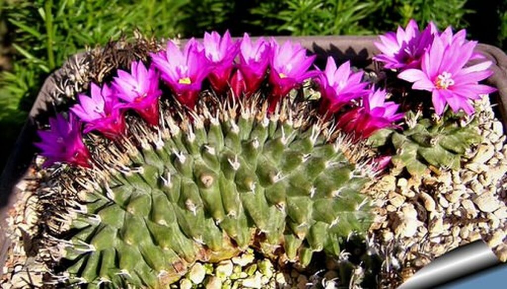 28 Stunning Rare Cactus Plants to Transform Your Home Garden