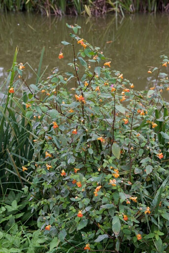 6 Sneaky Invasive Weeds That Shoot Seeds When Touched