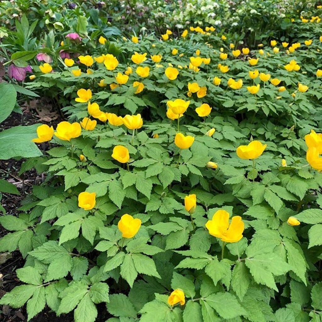 13 Gorgeous Spring Flowers in Michigan to Brighten Your Garden