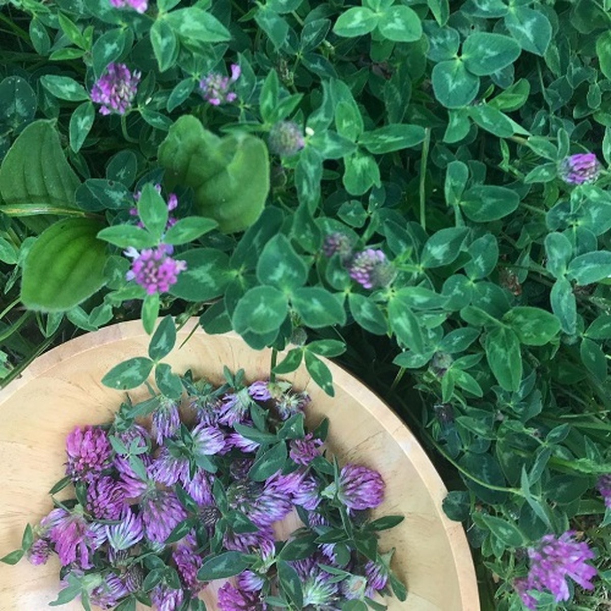 8 Deadly Poisonous Plants in Pea Family That Can Be Fatal