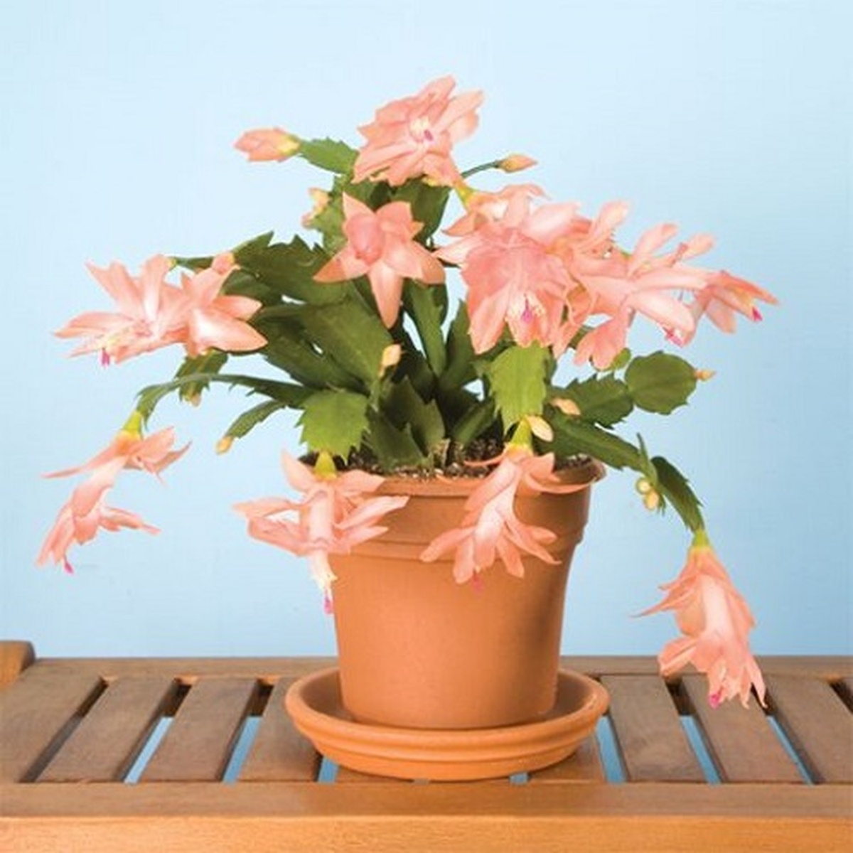 10 Enchanting Types of Christmas Cactus Varieties to Brighten Homes