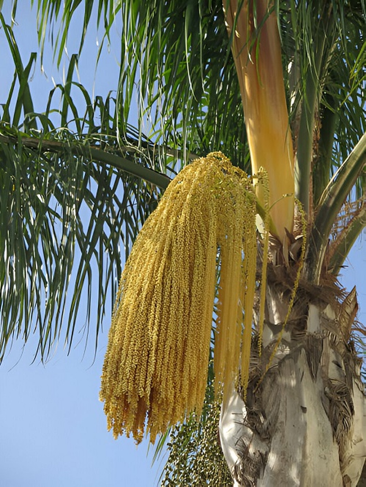 14 Gorgeous Palm Trees that Flower Beautifully in Your Garden