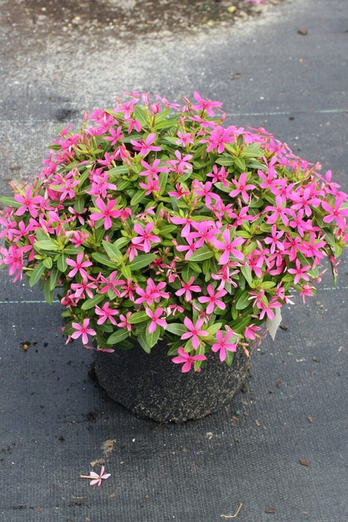 15 Types of Vincas to Brighten Your Garden