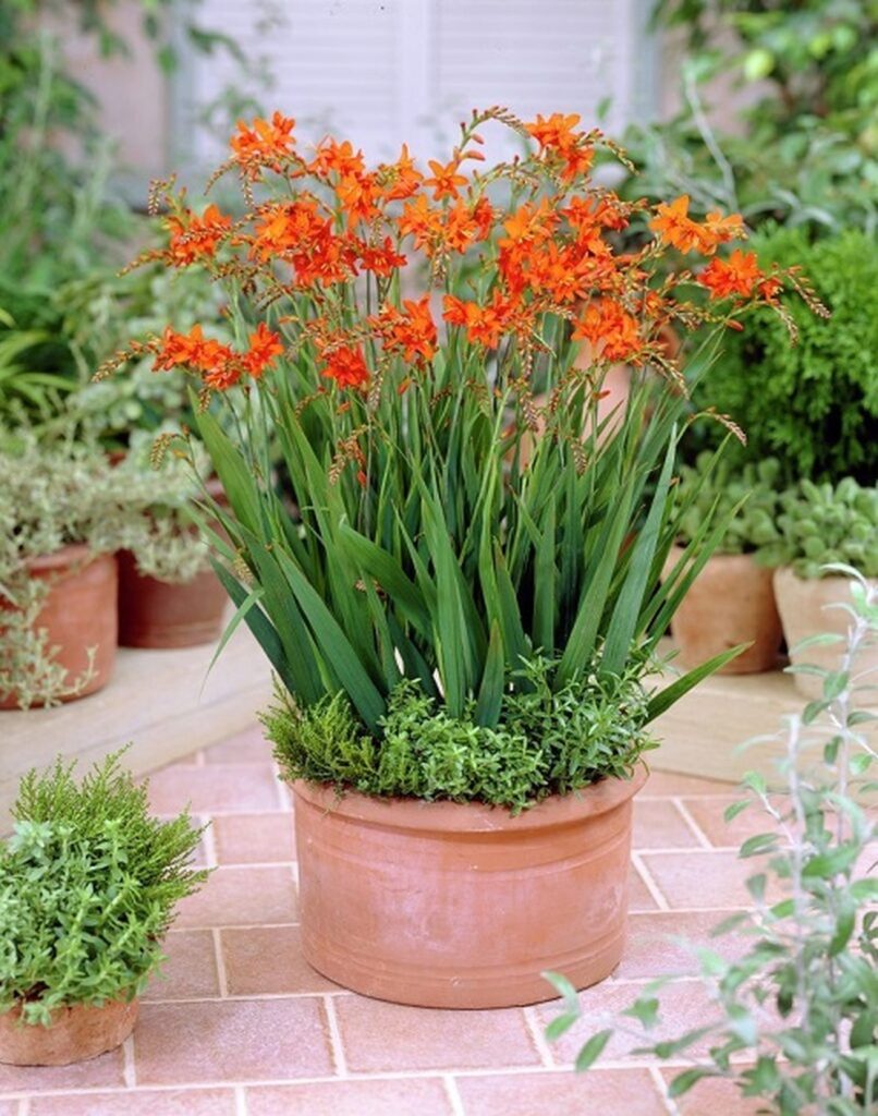 22 Stunning Plants with Sword Shaped Leaves to Freshen Your Space