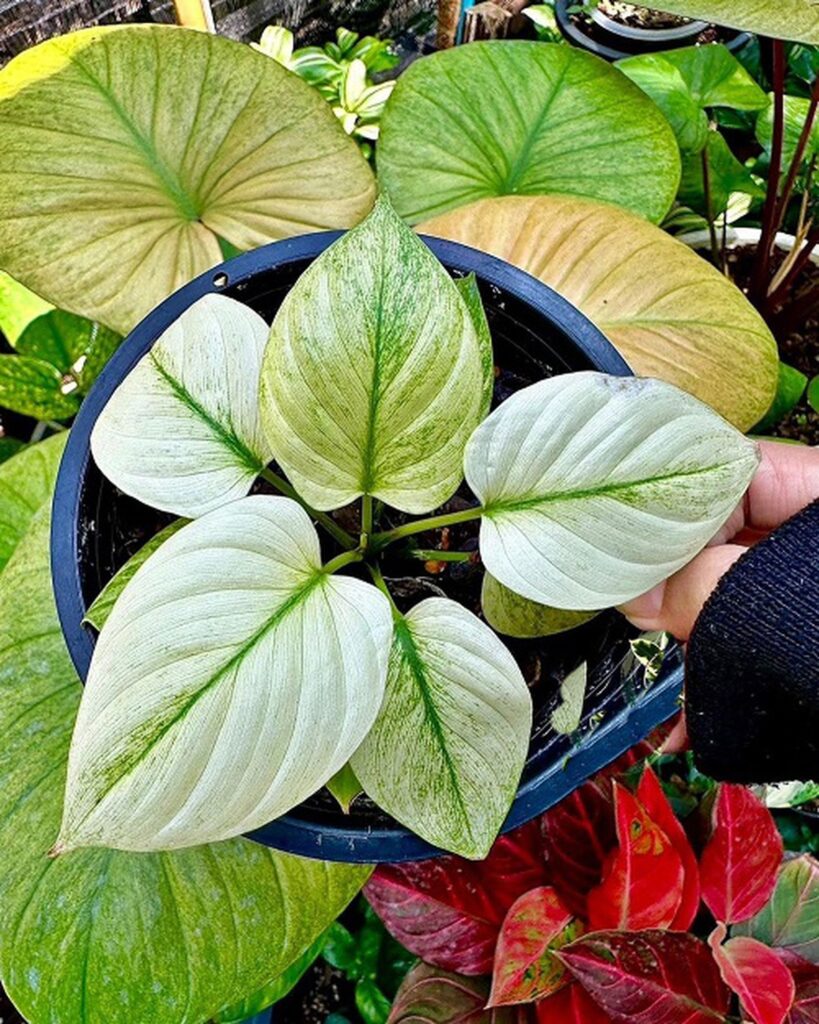 19 Stunning Types of Homalomena Varieties for Your Indoor Garden