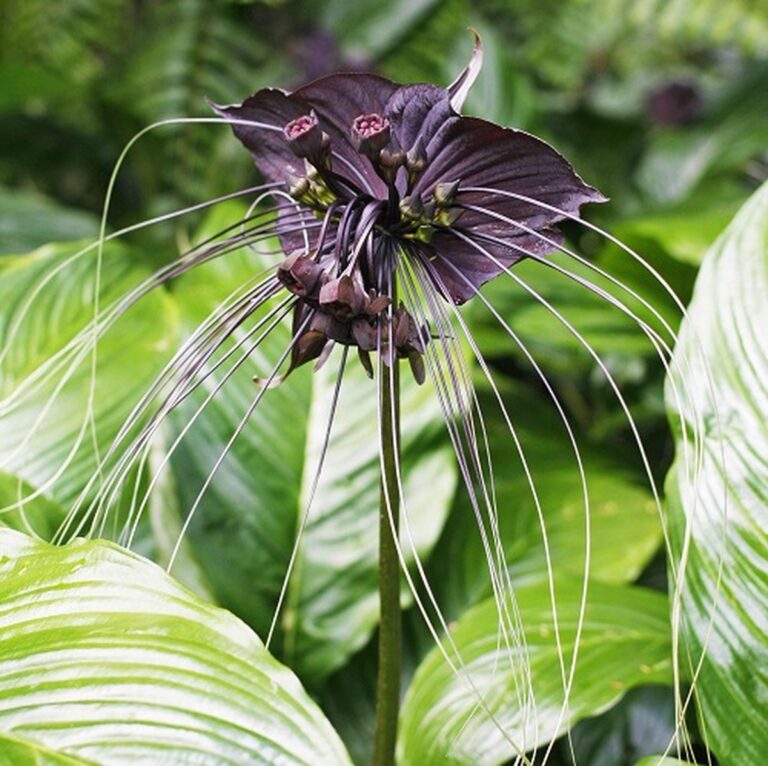 17 Fascinating Plants That Look Like Aliens