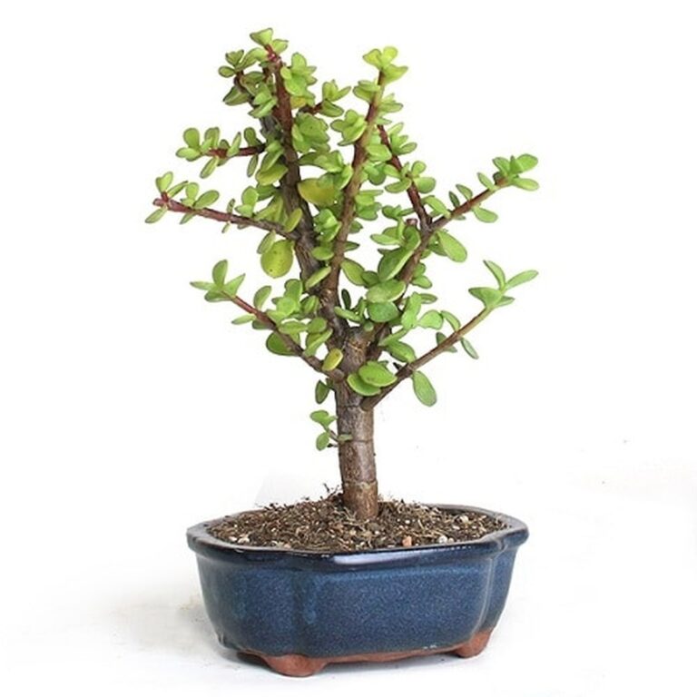 33 Stunning Types of Jade Plants to Brighten Any Space